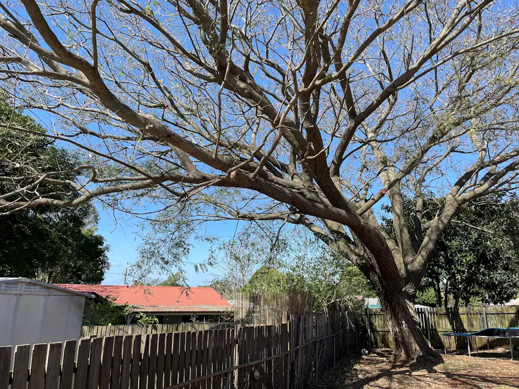 Autumn is a Key Season for Tree Maintenance