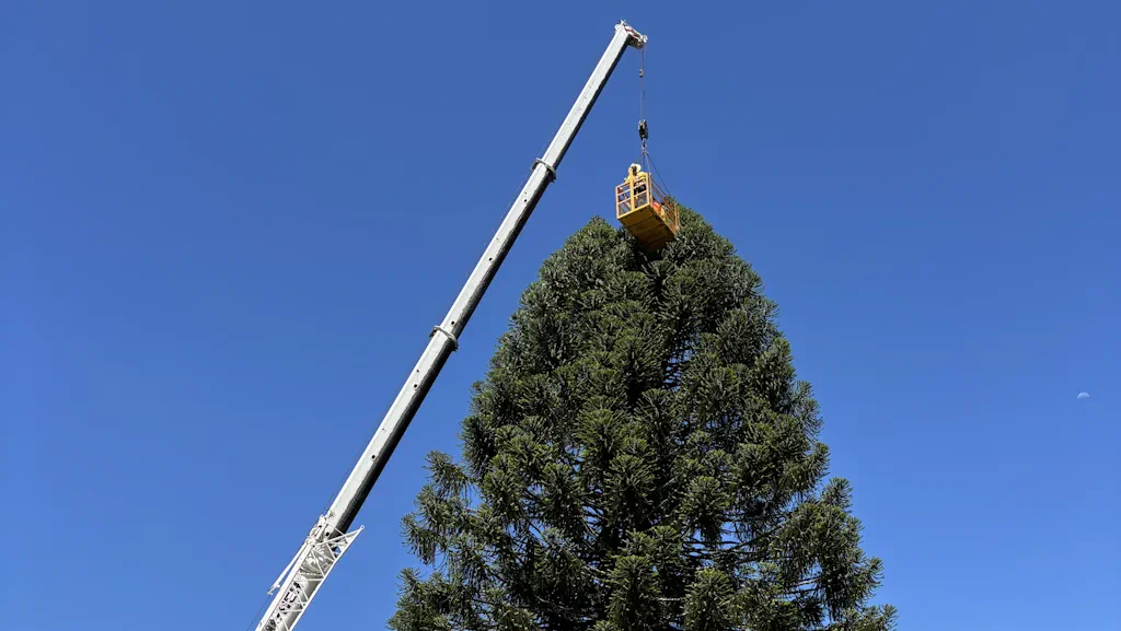 Removing Bunya Tree Nuts | Tree Whiz