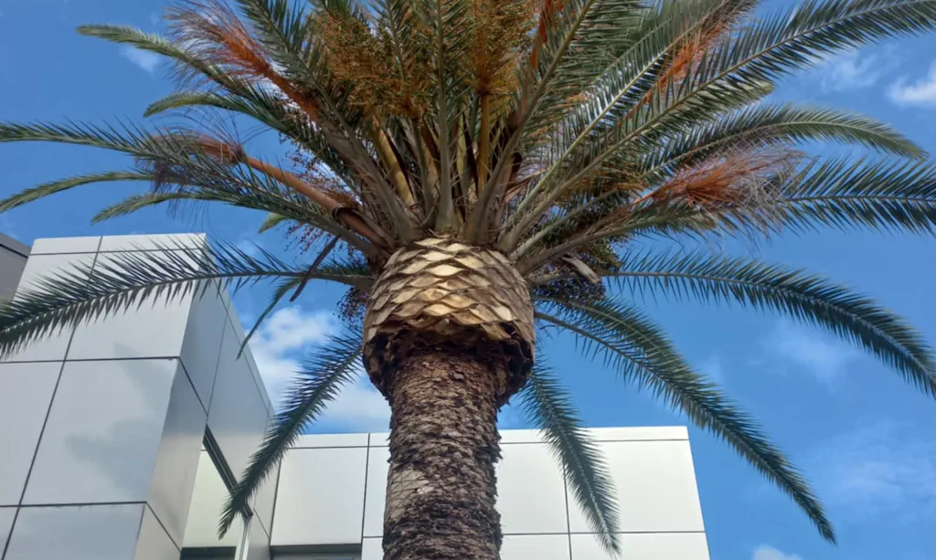 Palm Trees | Ensuring their long term health