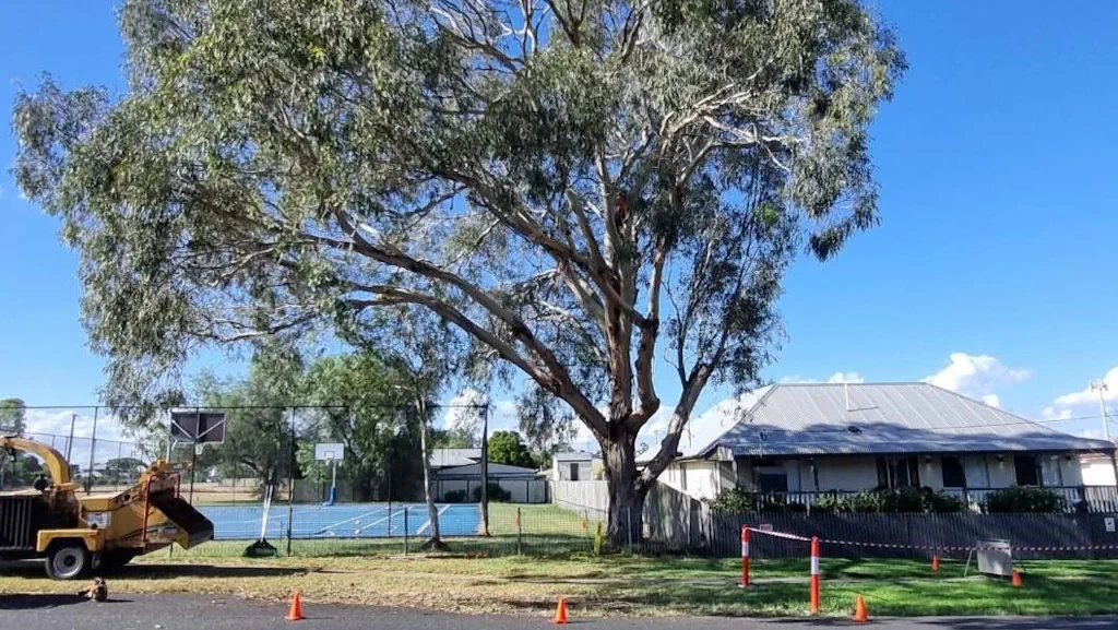 Extending the life of your trees | Tree Whiz